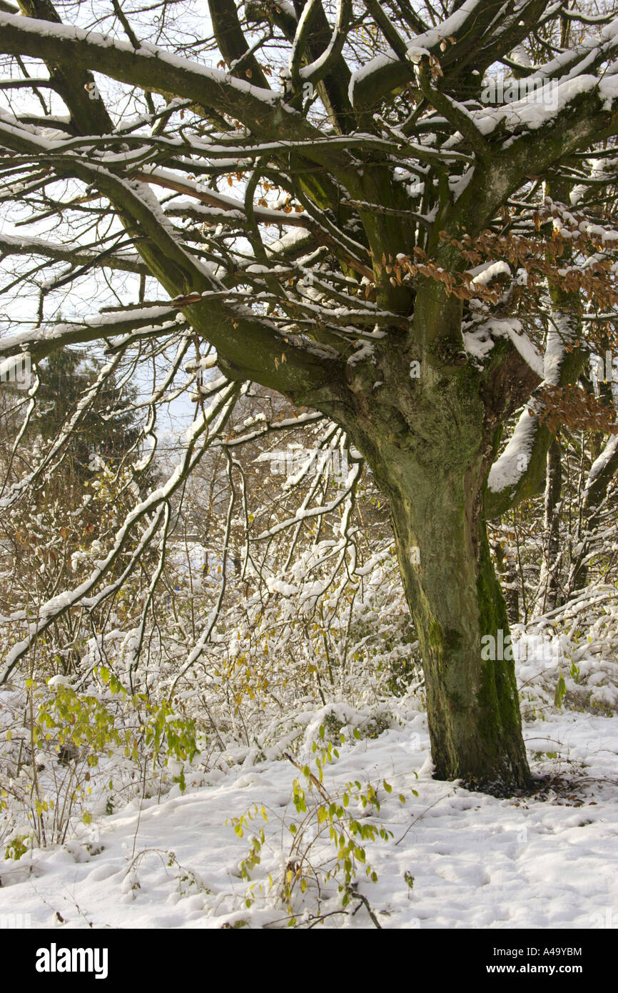 European beech fagus sylvatica in winter hi-res stock photography and ...