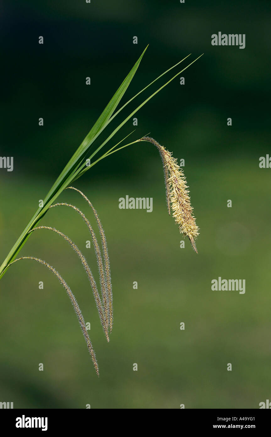 Drooping and upright hi-res stock photography and images - Alamy