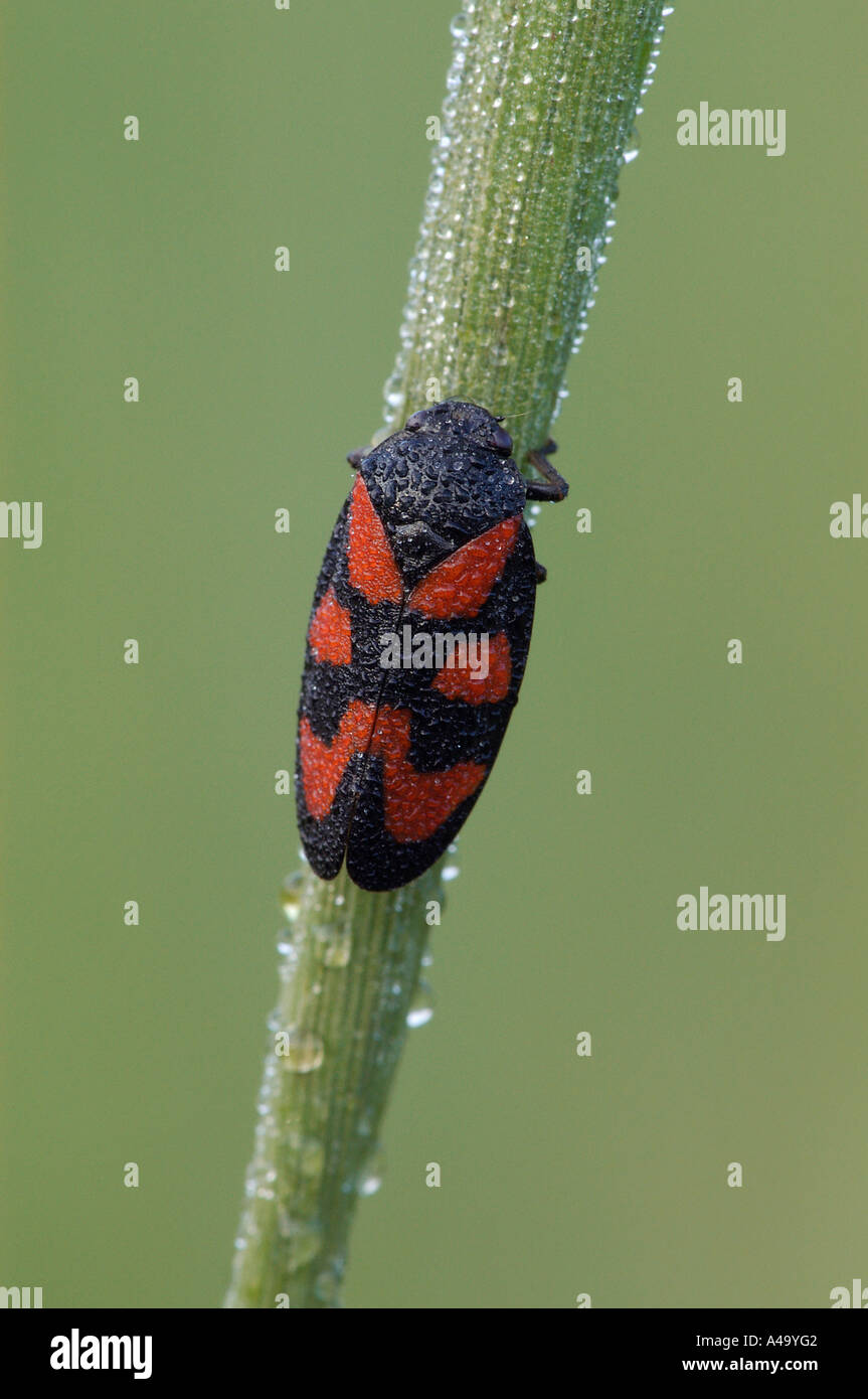 Red black insects hi-res stock photography and images - Alamy