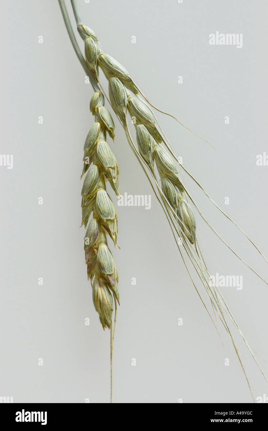 Wheat / Spelt Stock Photo - Alamy