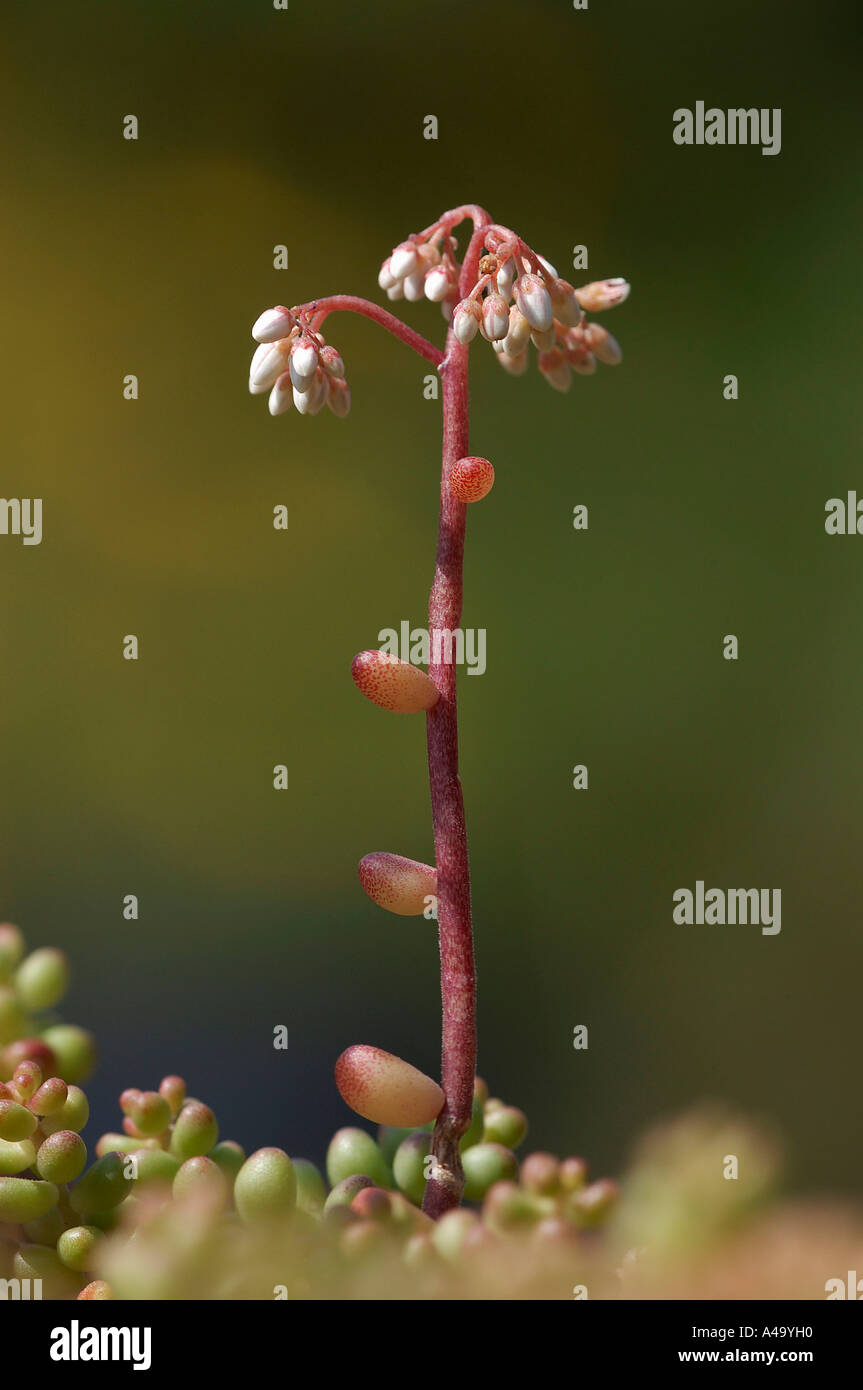 Upright stonecrop hi-res stock photography and images - Alamy