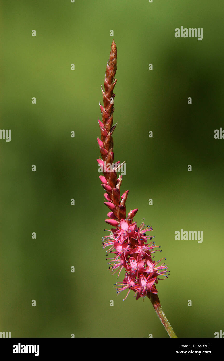 Mountain Fleece, Persicaria Bistorta amplexicaulis 'Firetail' Stock ...