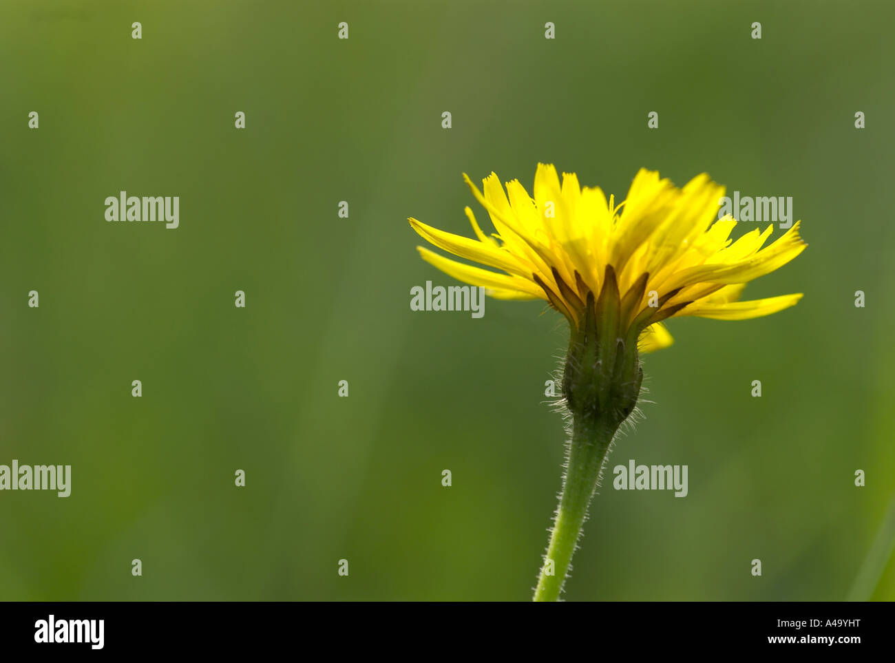 Common hawkbit hi-res stock photography and images - Alamy