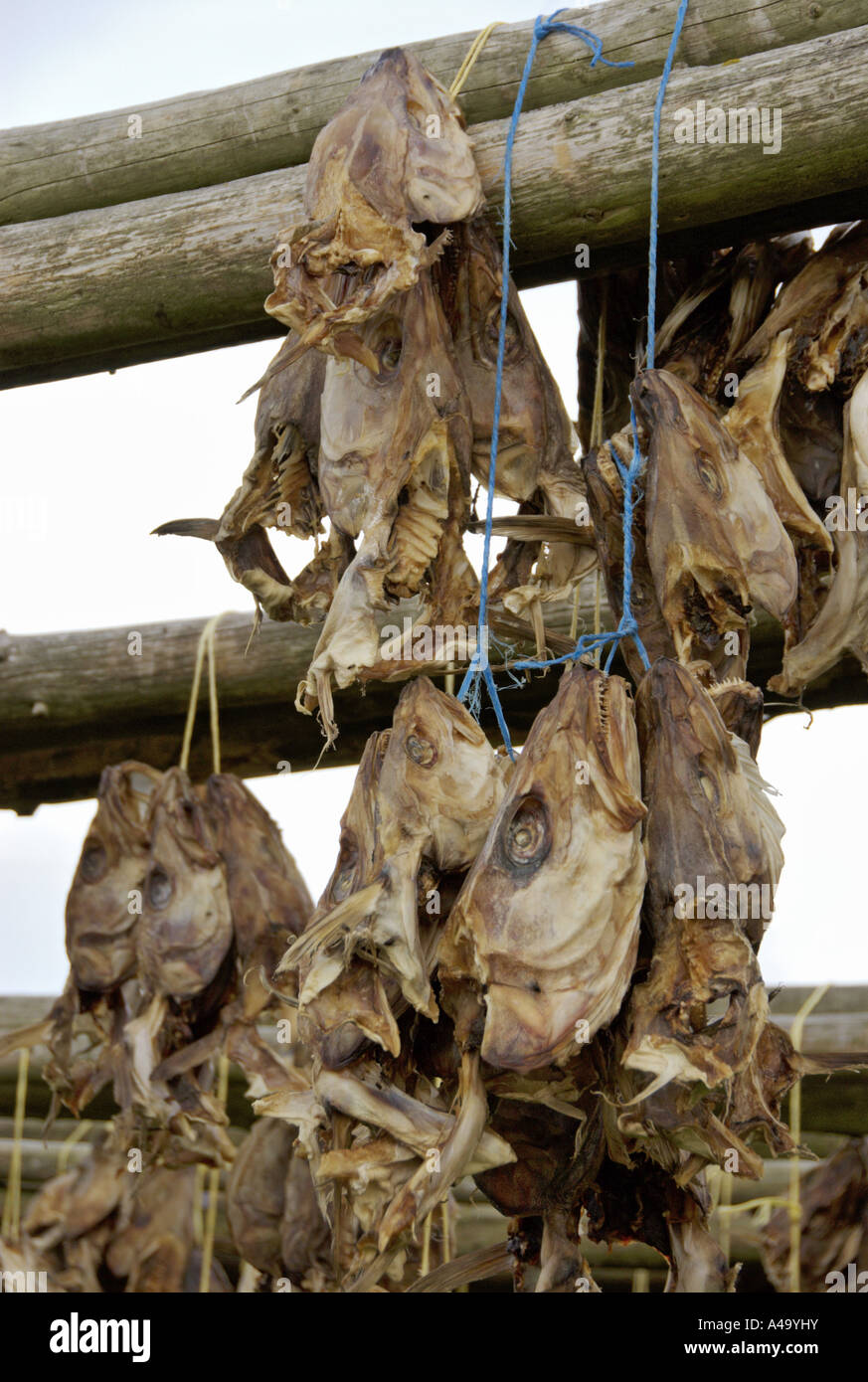 Fish heads hi-res stock photography and images - Alamy