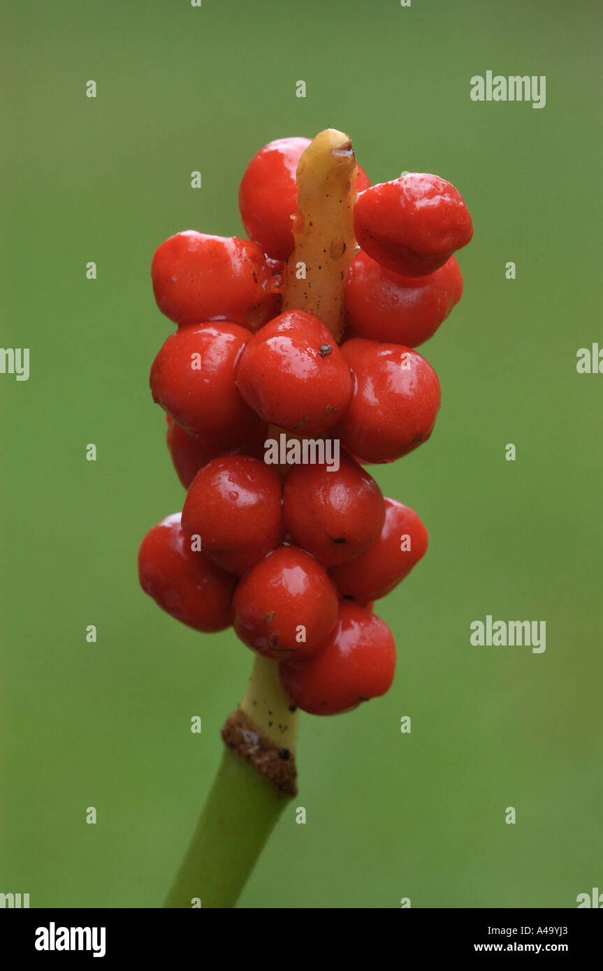 Lords and Ladies Stock Photo - Alamy