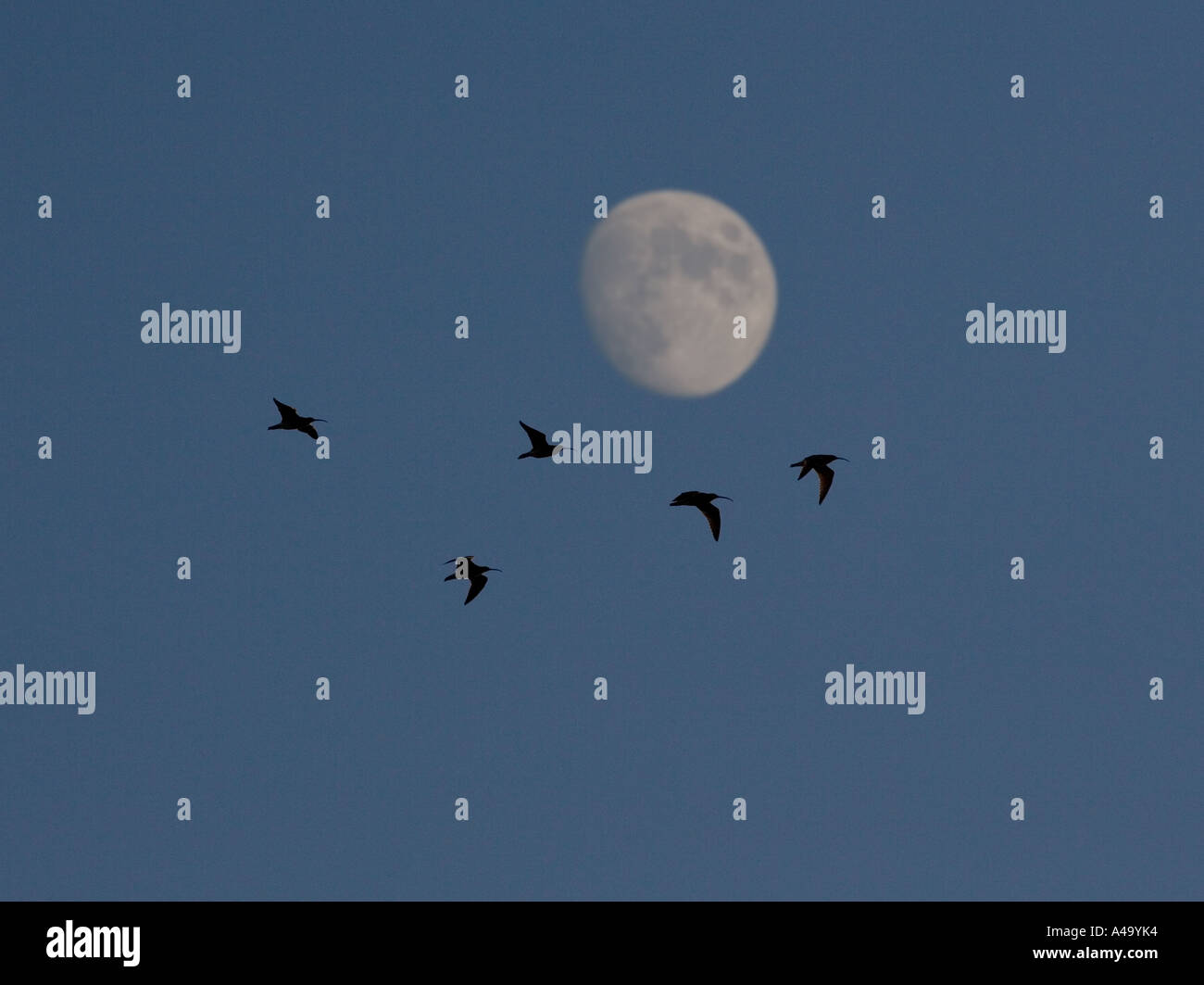 Birds migrating at night hi-res stock photography and images - Alamy