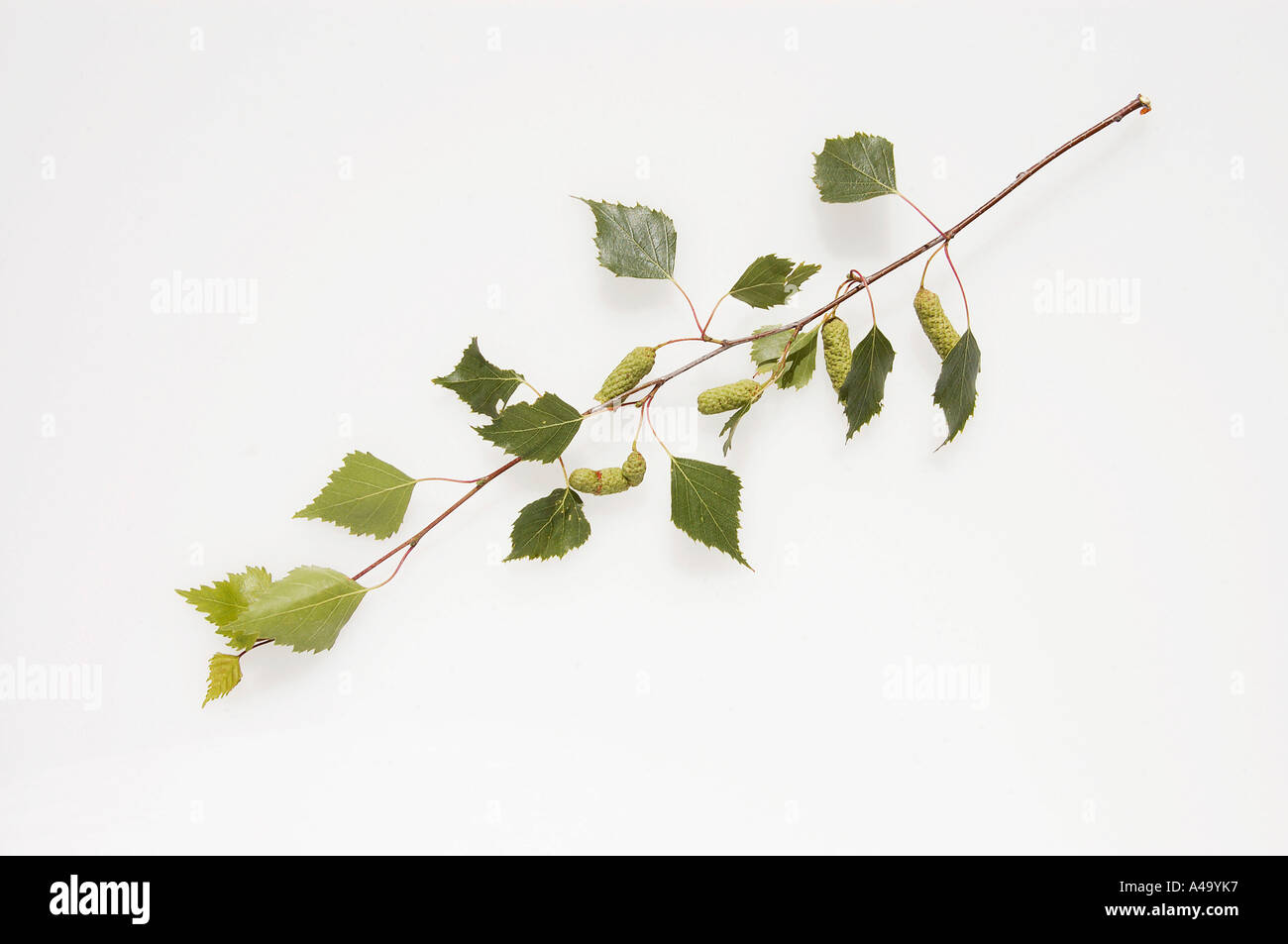 Gray birch betula populifolia hi-res stock photography and images - Alamy