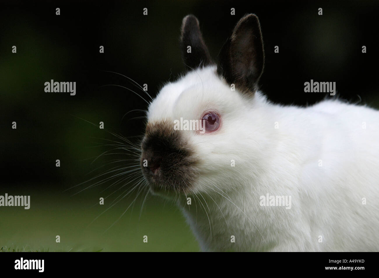 Himalayan rabbit hi-res stock photography and images - Alamy