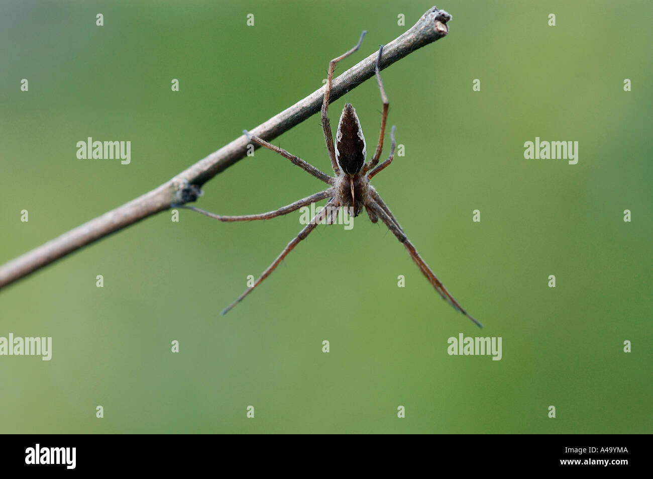Fantastic Fishing Spider Stock Photo - Alamy