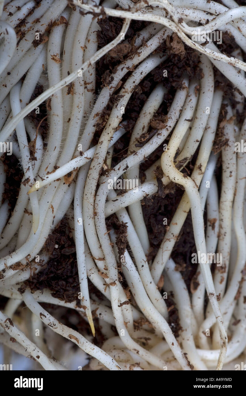 Hardy roots hi-res stock photography and images - Alamy