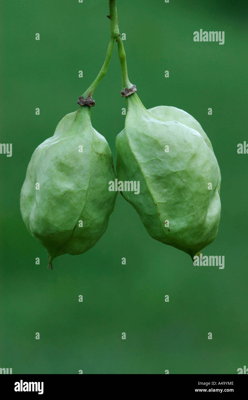 Bladder nut staphylea pinnata hi-res stock photography and images - Alamy