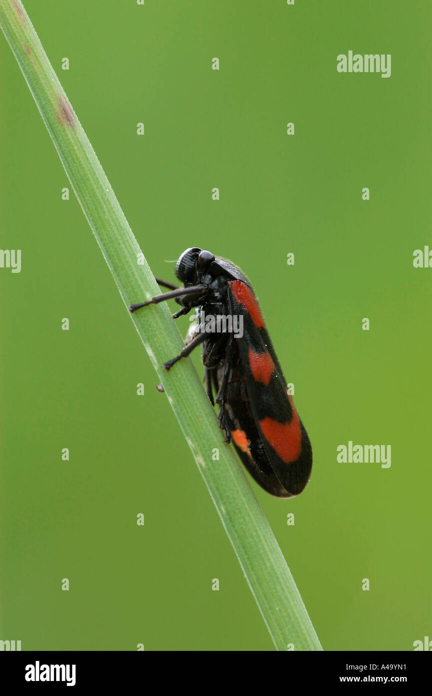 Red and black insects hi-res stock photography and images - Alamy