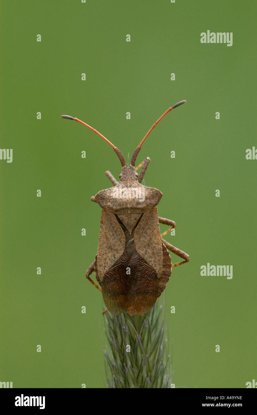 Coreid bug hi-res stock photography and images - Alamy