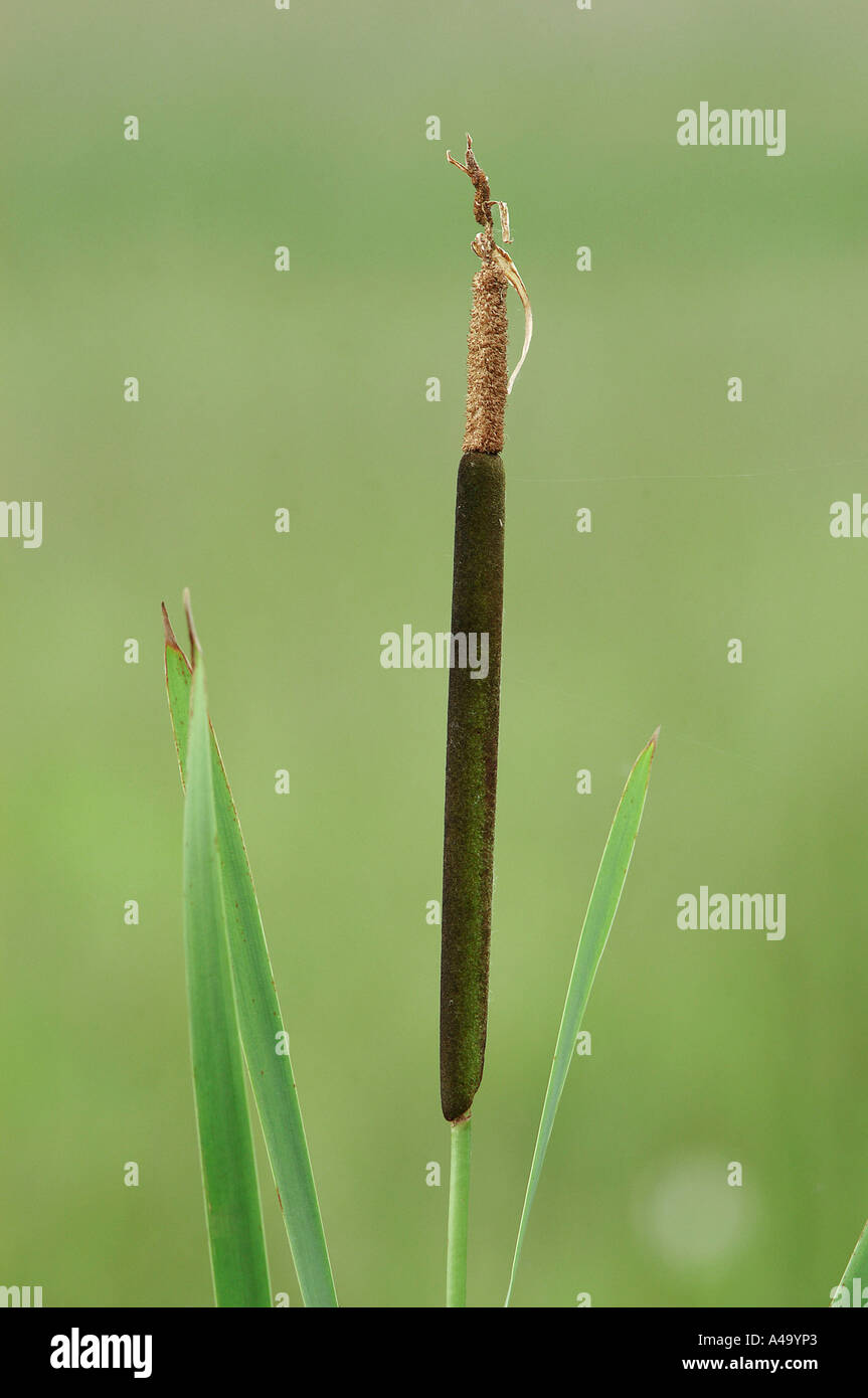 Common Cattail / Reed Mace Stock Photo - Alamy