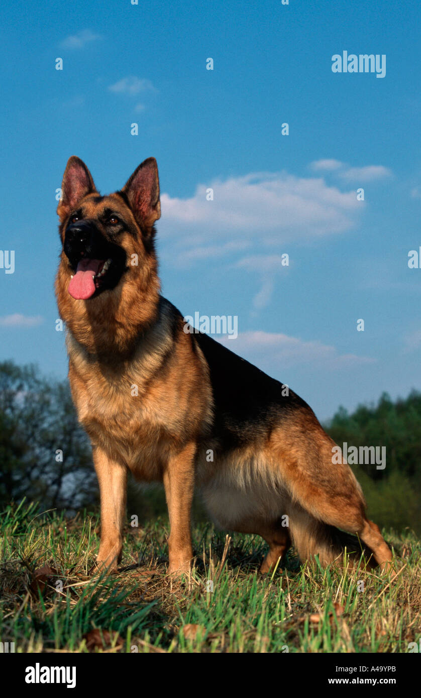 German Shepherd Dog / Alsatian Stock Photo - Alamy