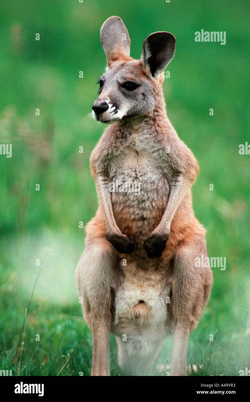 Sitting red kangaroo macropus hi-res stock photography and images - Alamy