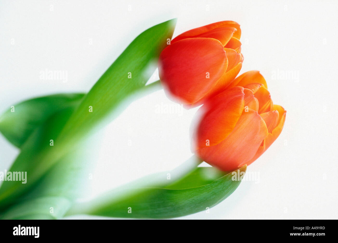 Tulpe tulpen hi-res stock photography and images - Alamy