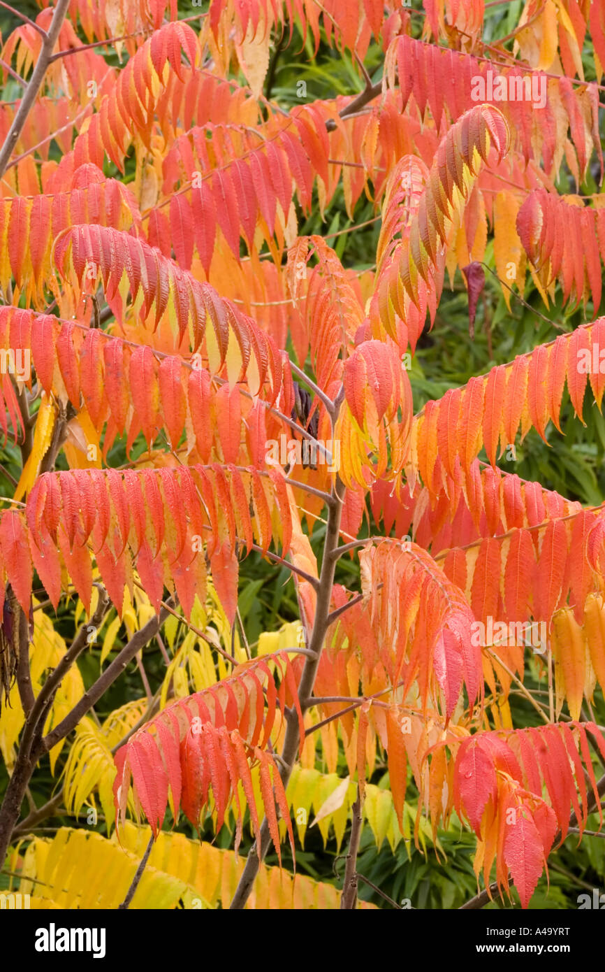 Sumach in flower hi-res stock photography and images - Alamy