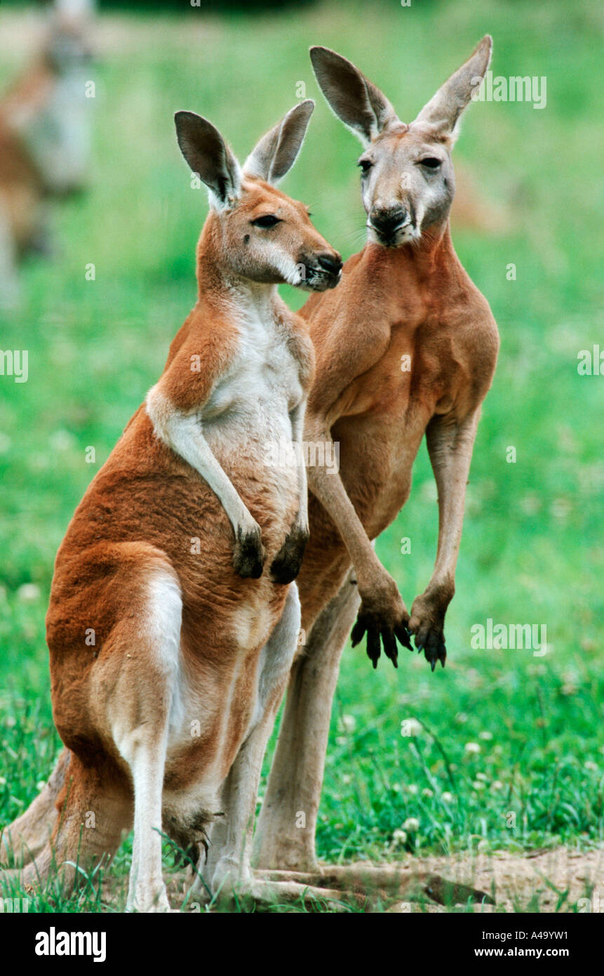 Red kangaroo pair hi-res stock photography and images - Alamy