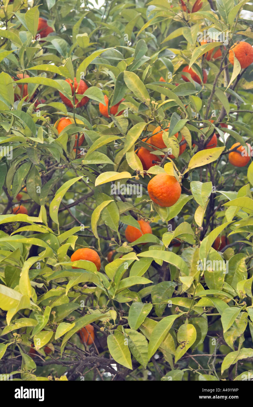 orange (Citrus sinensis), shrub, Portugal Stock Photo - Alamy