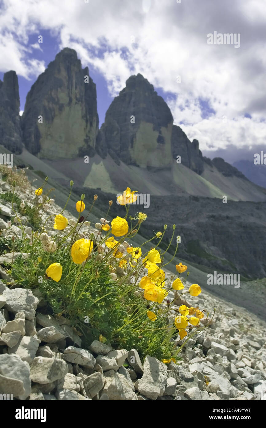 Rhaeticum Poppy (Papaver rhaeticum), group of plants, Italy, Suedtirol ...