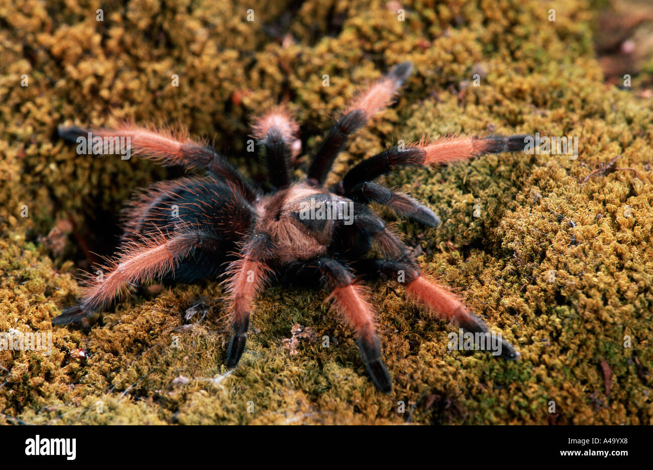 Mexican redleg hi-res stock photography and images - Alamy