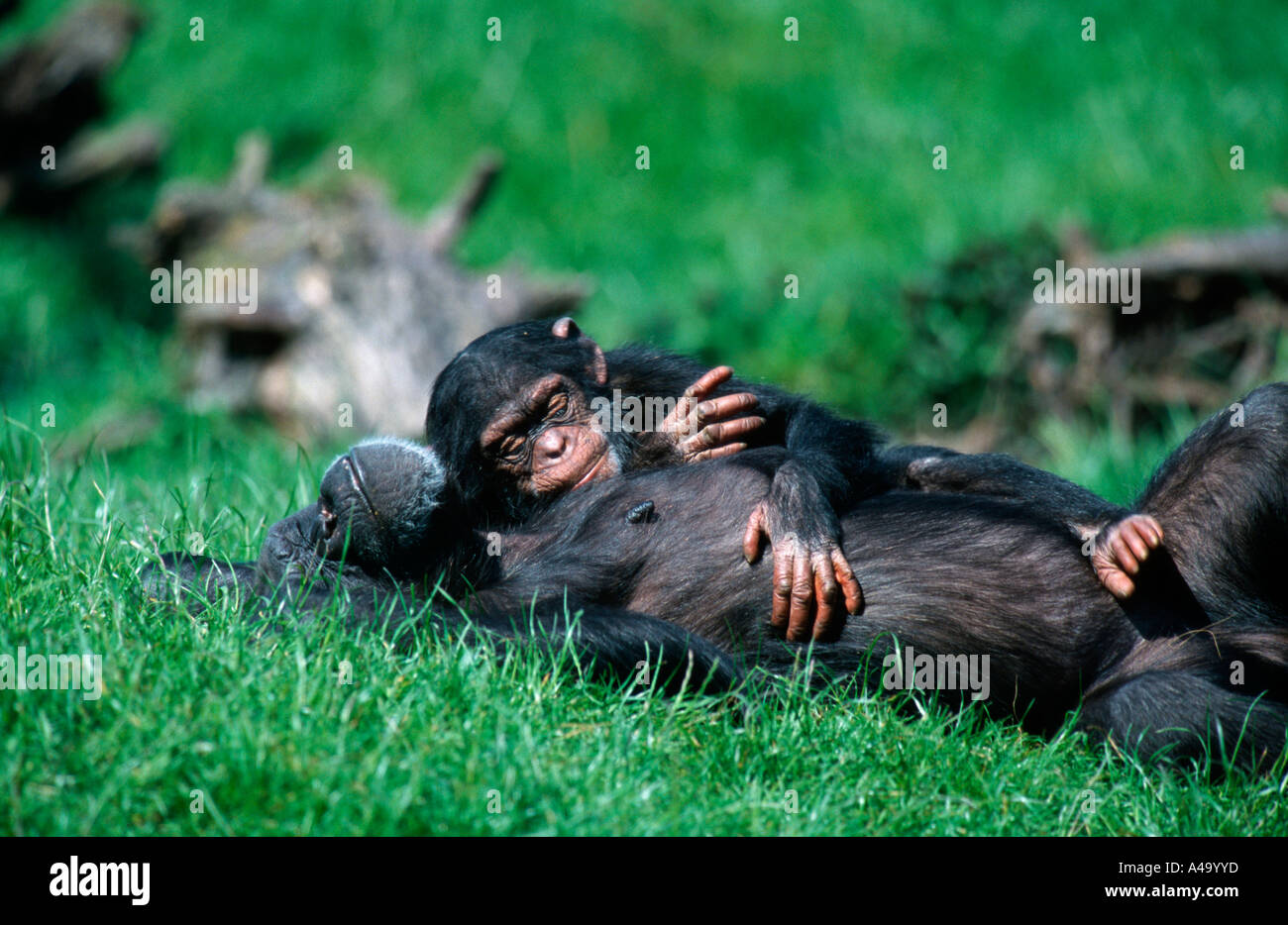 Chimpanzee / Chimpy Stock Photo - Alamy