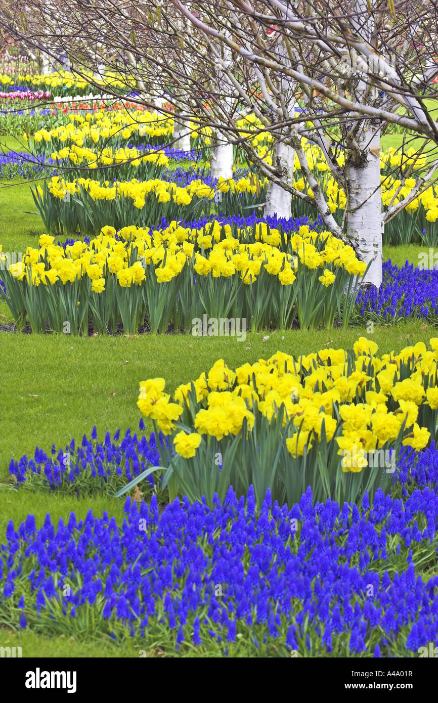 common daffodil (Narcissus pseudonarcissus), flower in springtime ...