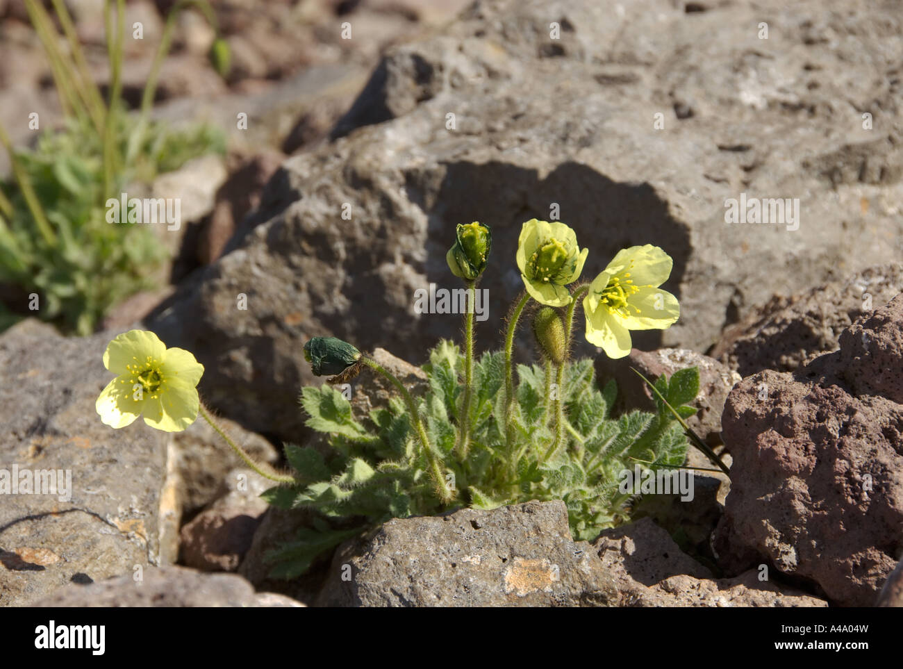 rooted poppy (Papaver radicatum), blooming plant between rocks, Iceland ...