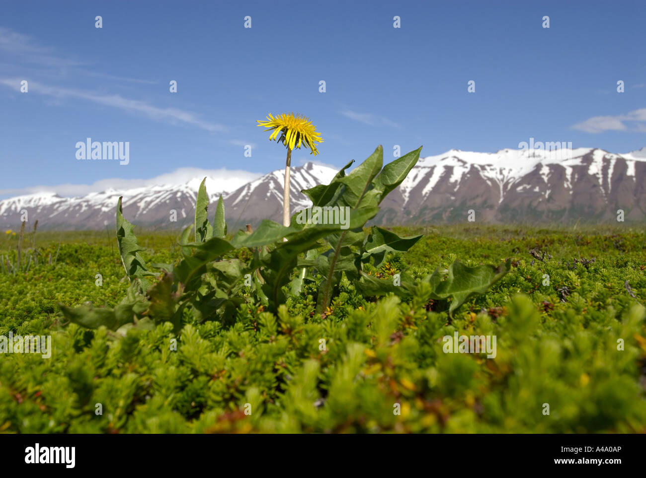 common dandelion (Taraxacum officinale), in front of mountains, Iceland ...