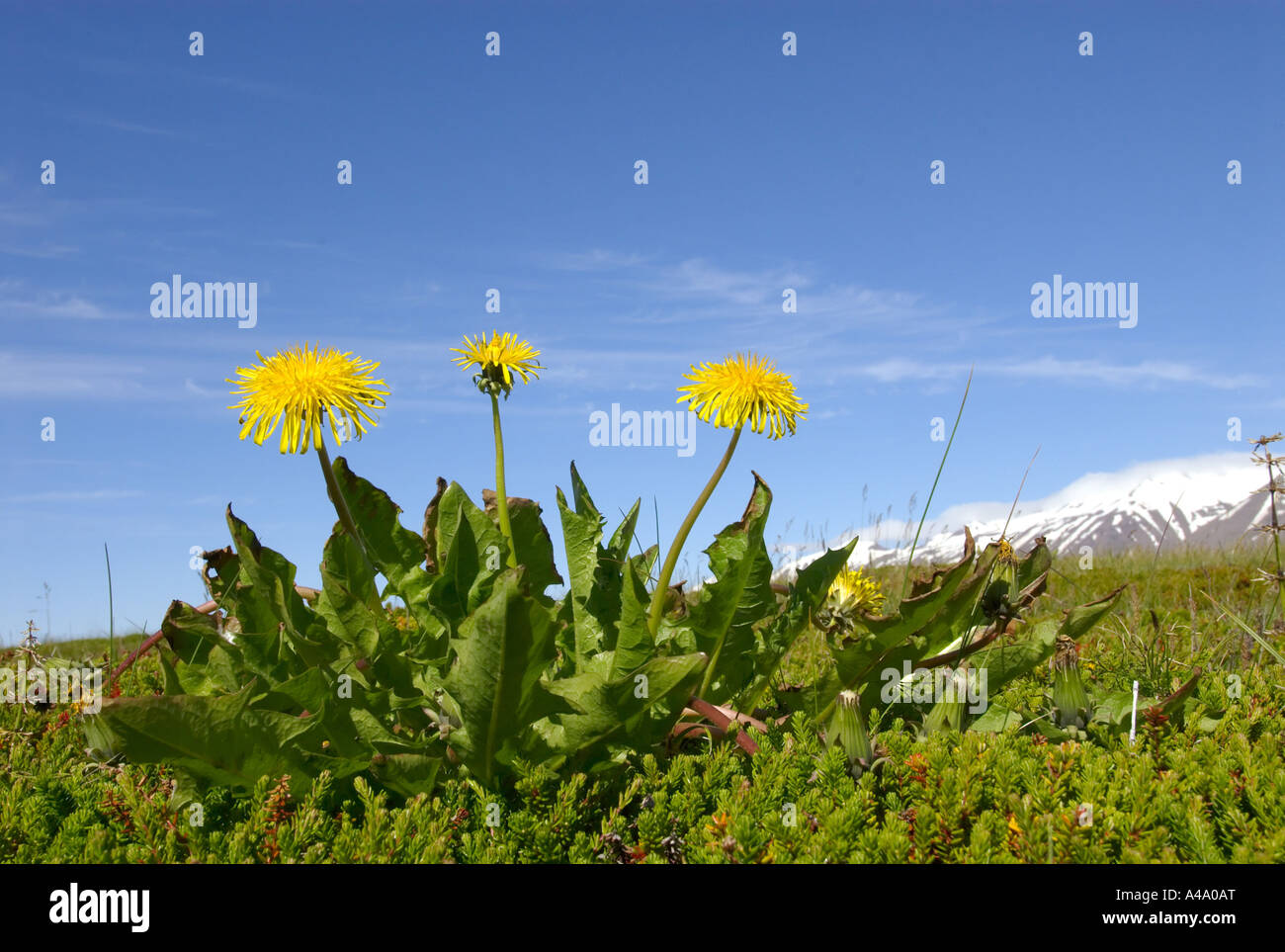 common dandelion (Taraxacum officinale), in front of mountains, Iceland ...