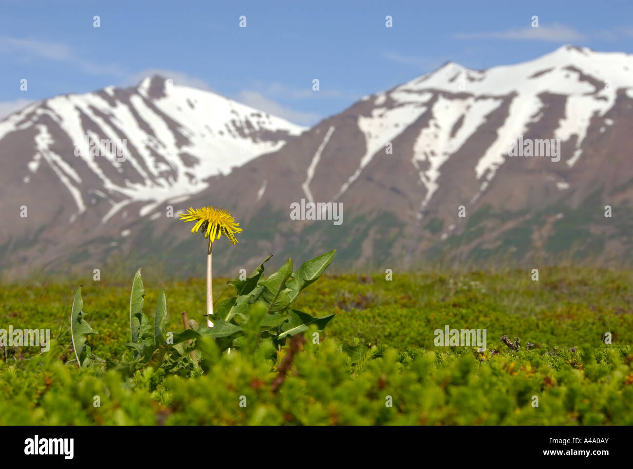 common dandelion (Taraxacum officinale), in front of mountains, Iceland ...