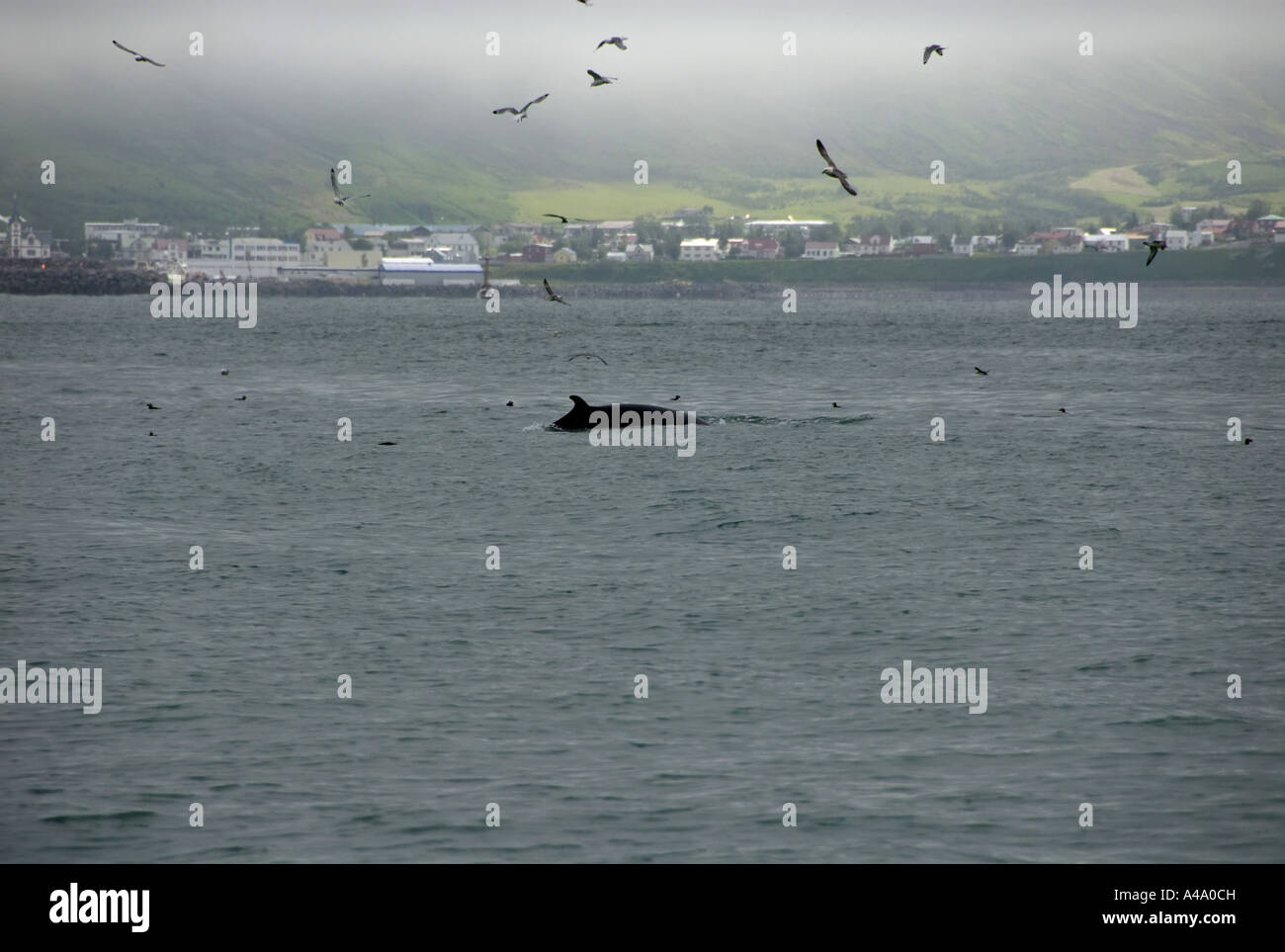 fin whale, common rorqual (Balaenoptera physalus), Fin Whale in the bay ...