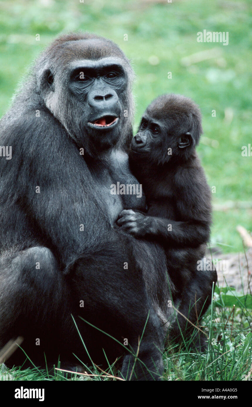 Adult gorilla upright hi-res stock photography and images - Alamy