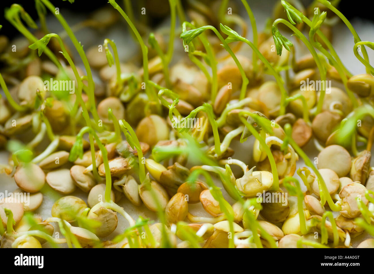 Green Lentils planted in cotton Stock Photo - Alamy