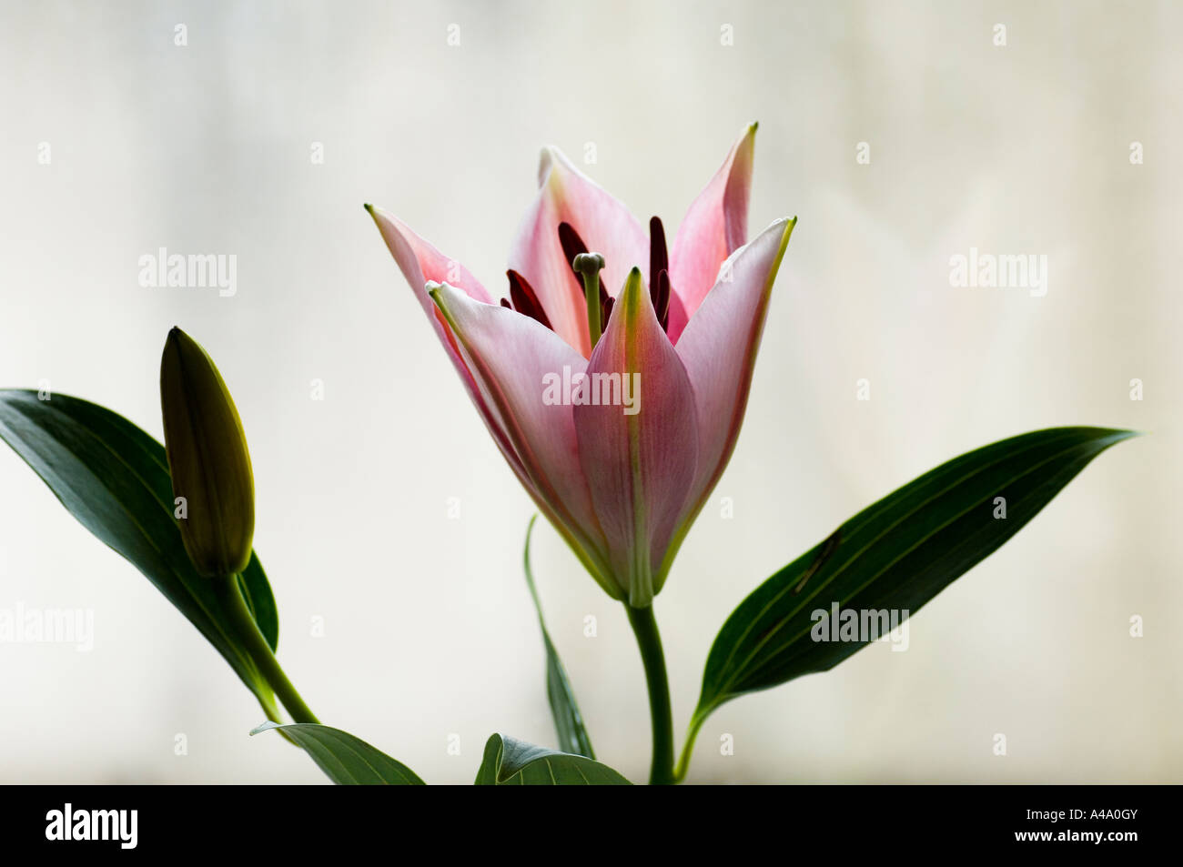 Lily blooming indoors Stock Photo - Alamy