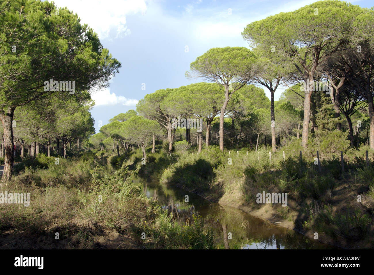 umbrella pine (Pinus pinea), pine forest in the Maremma, Italy, Tuscany ...