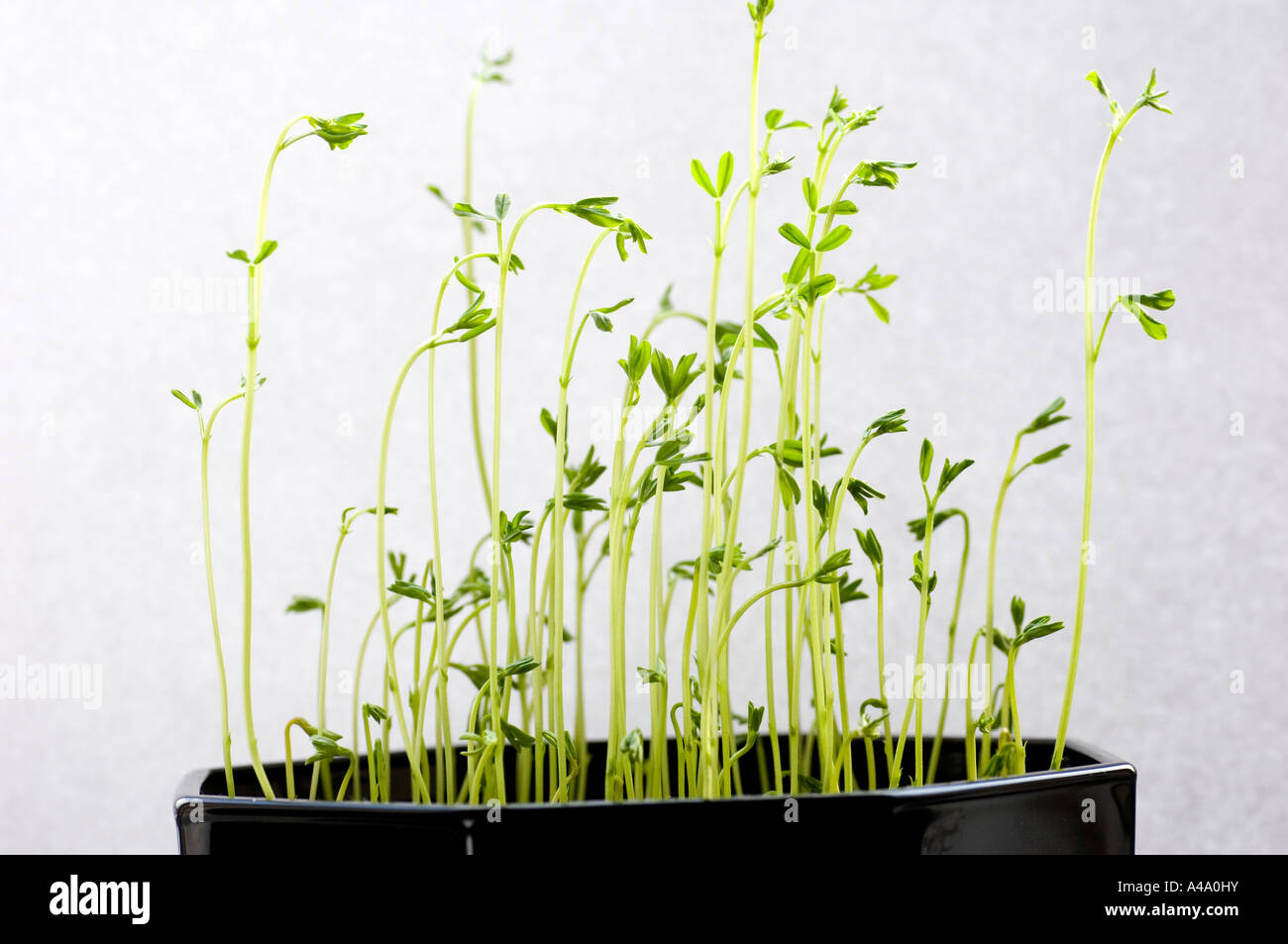 Lentils plant hi-res stock photography and images - Alamy