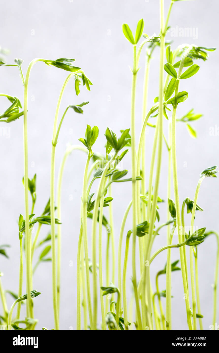 Lentils plant on a white background Stock Photo - Alamy