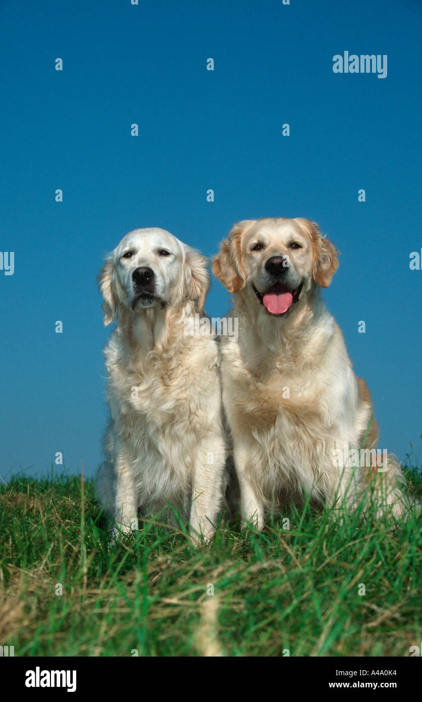 Pair of golden retriever dogs hi-res stock photography and images - Alamy
