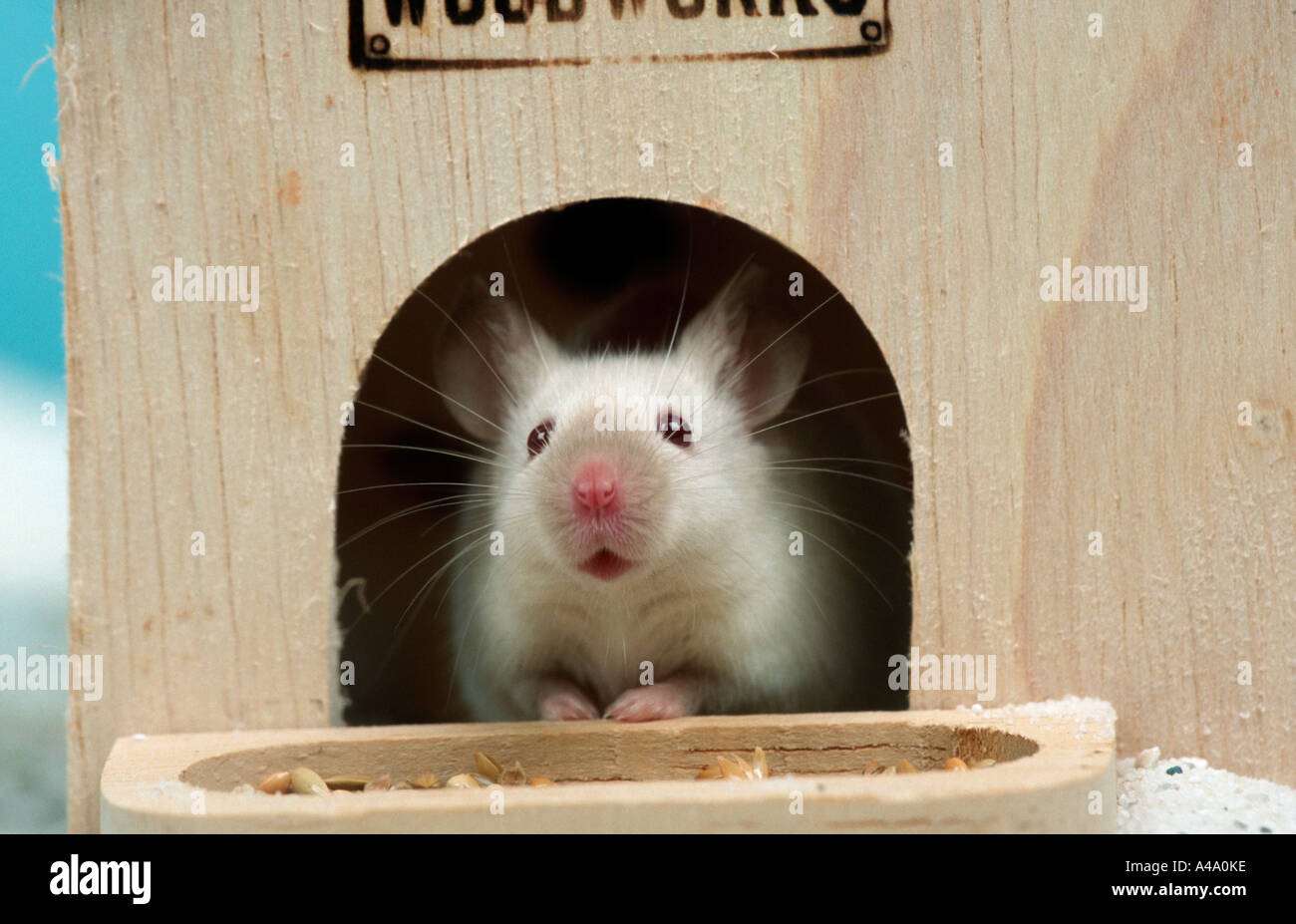 White Mouse / Domestic Mouse Stock Photo - Alamy