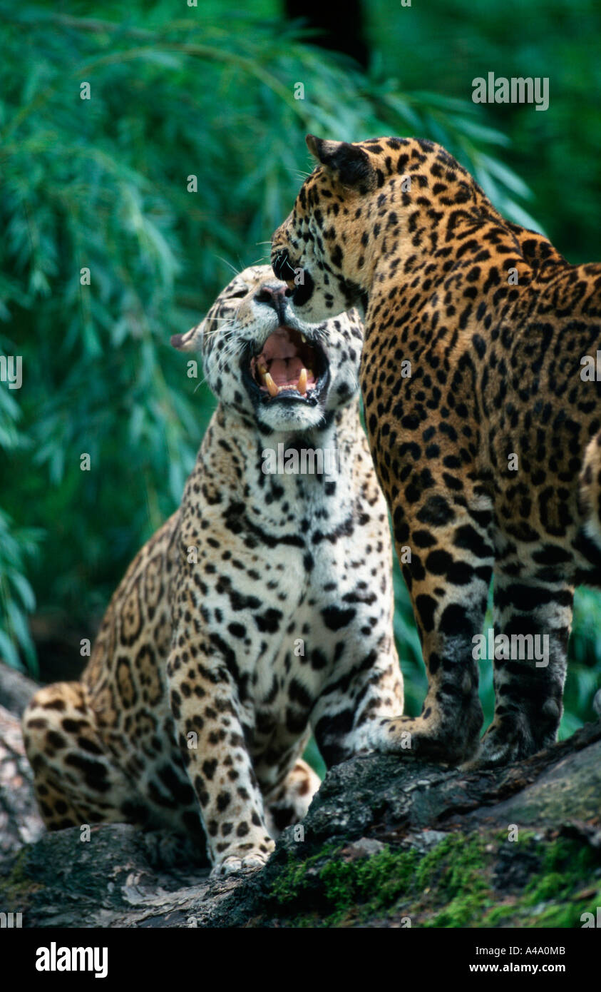 Jaguar panthera onca pair hi-res stock photography and images - Alamy