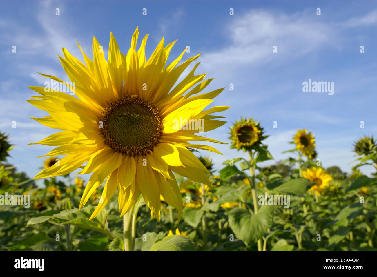 Tubular seed heads hi-res stock photography and images - Alamy