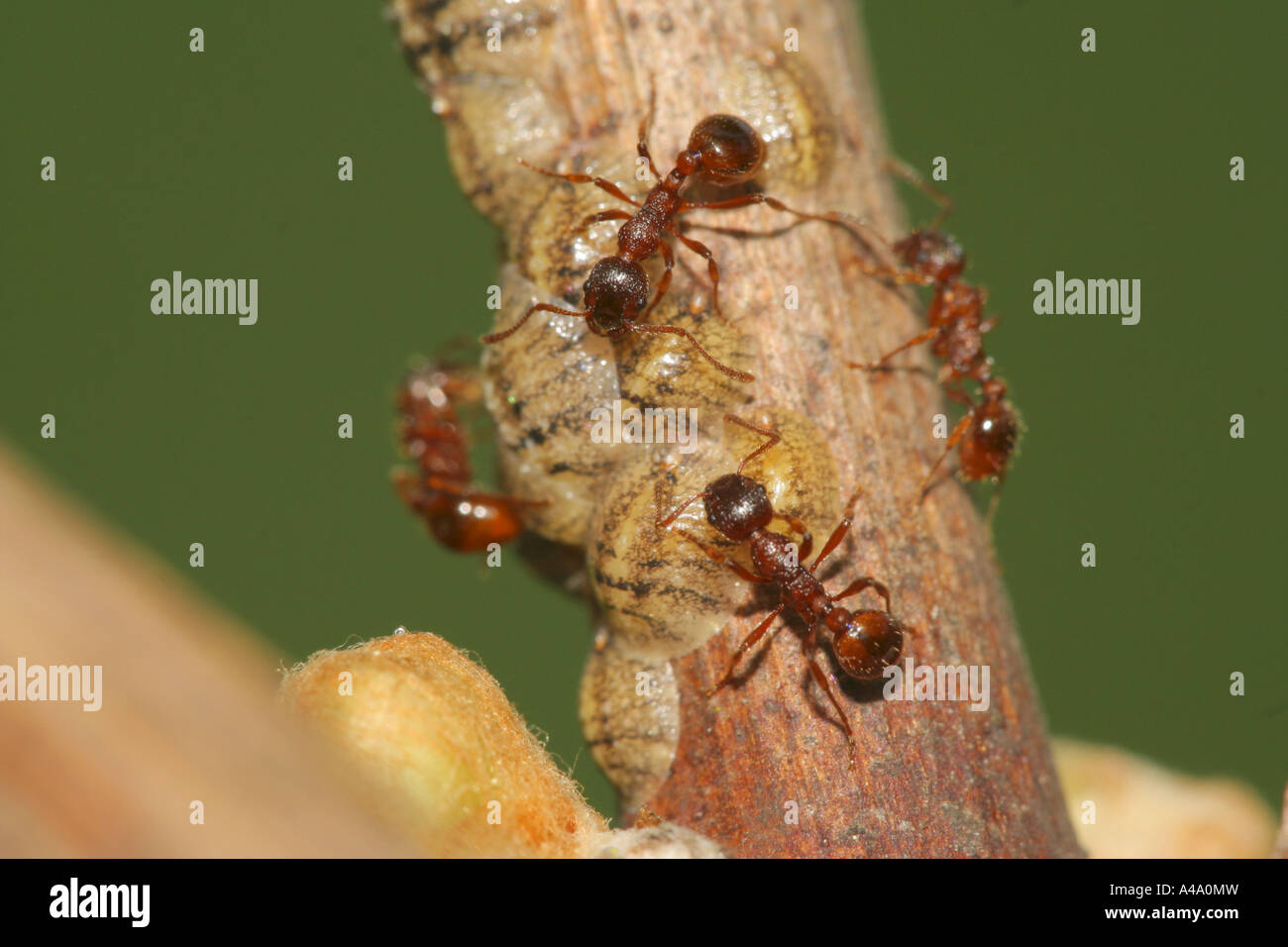 Myrmica ants hi-res stock photography and images - Alamy