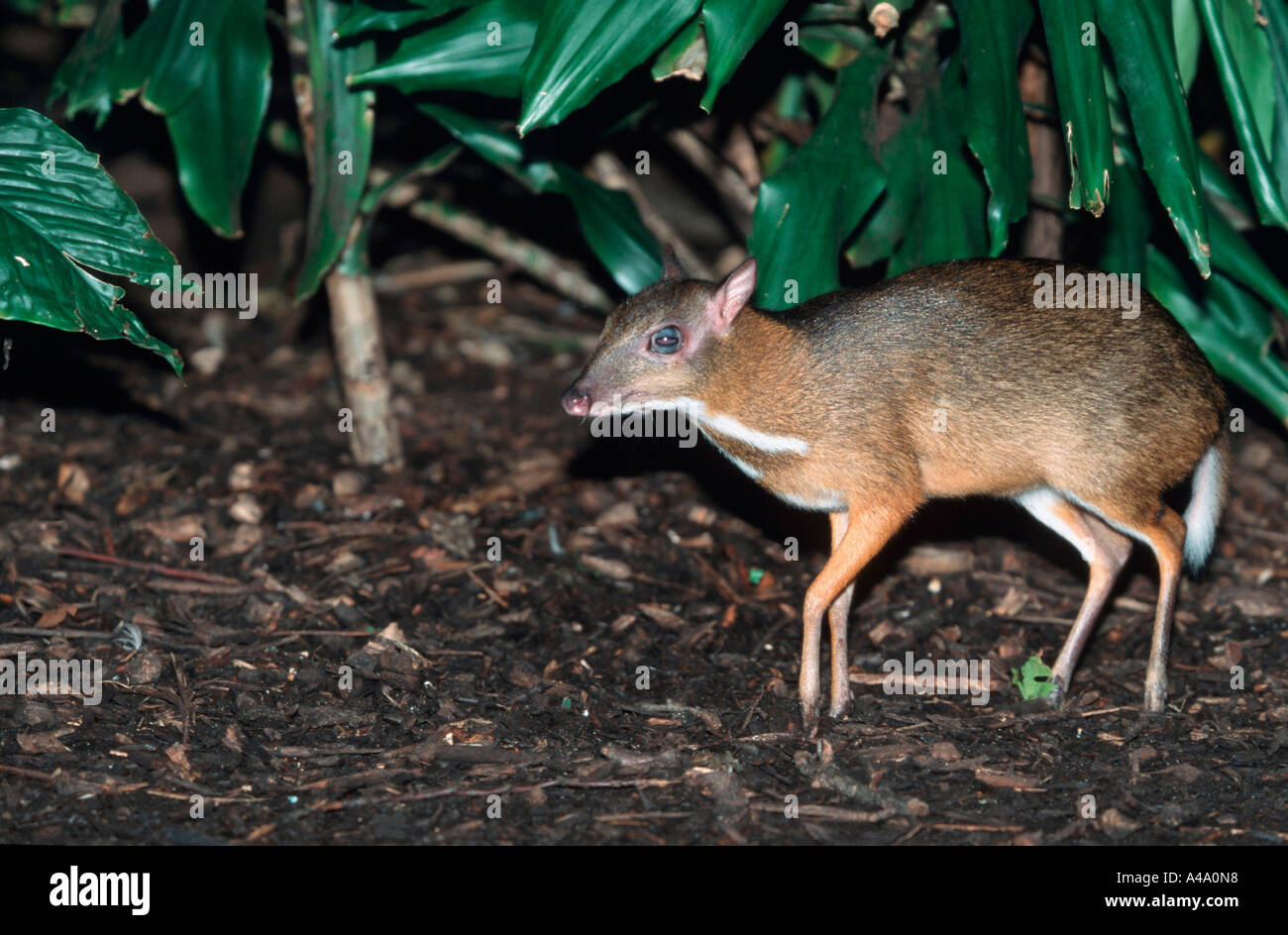 Lesser Malay Mouse Deer Stock Photo - Alamy