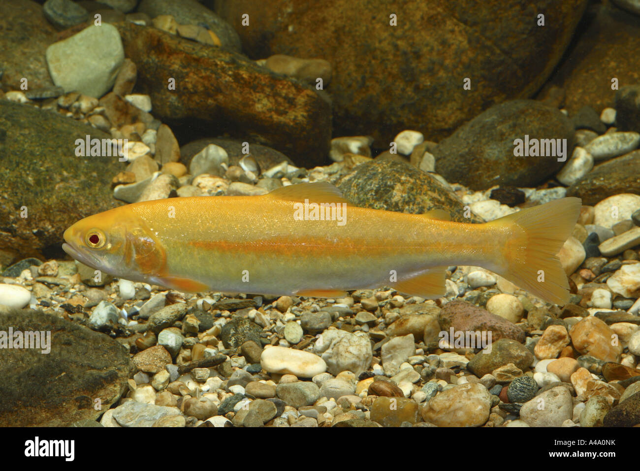 Oncorhynchus mykiss breeding hi-res stock photography and images - Alamy