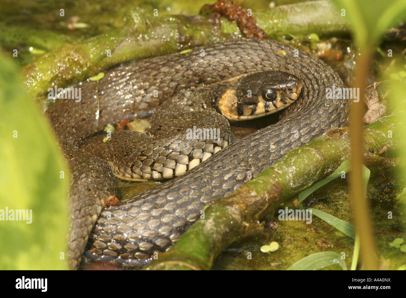 grass snake (Natrix natrix), sunbathing between water plants, Germany ...