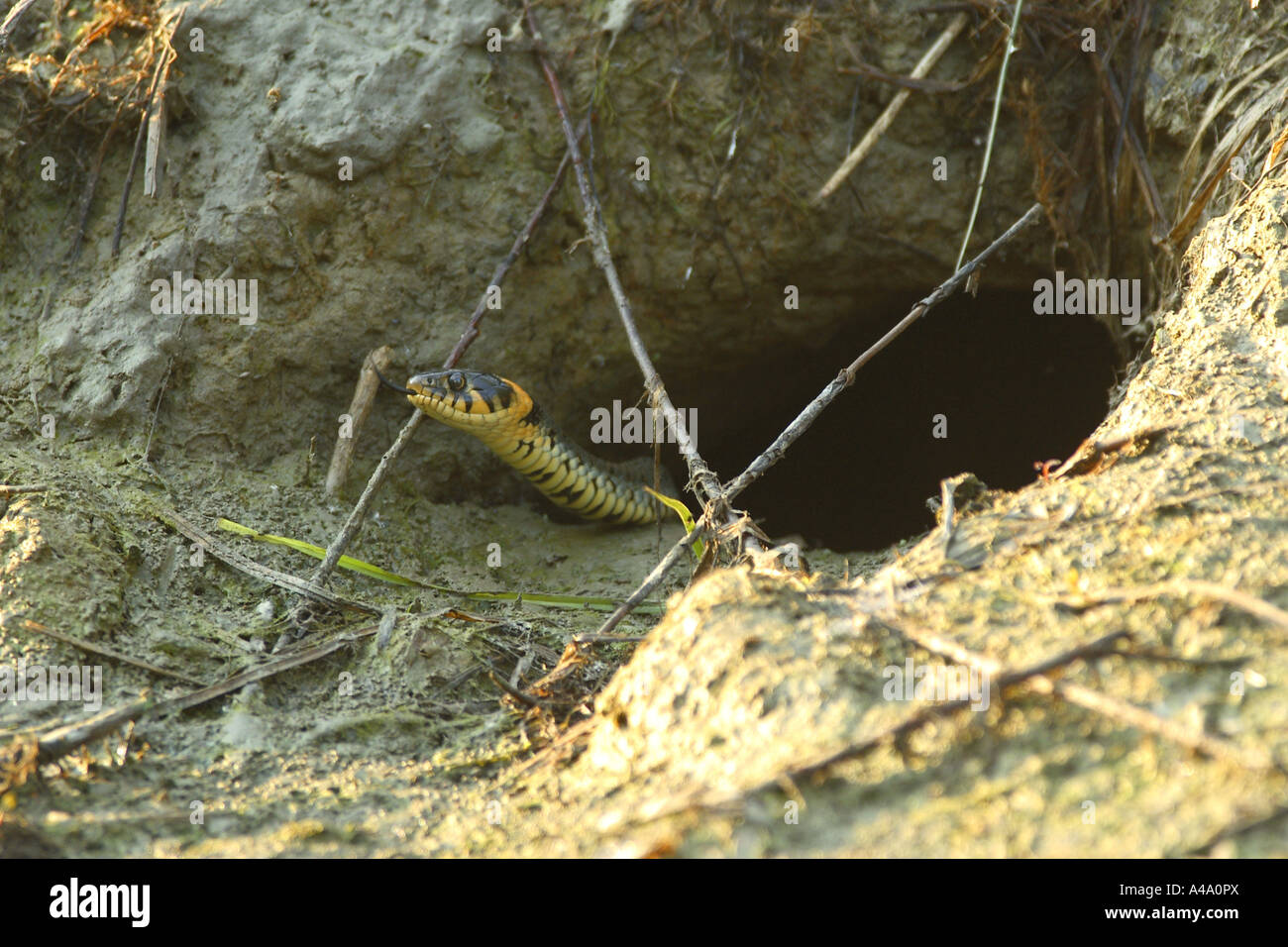 muskrat (Ondatra zibethica), looking out of hole of muskrat, Germany ...