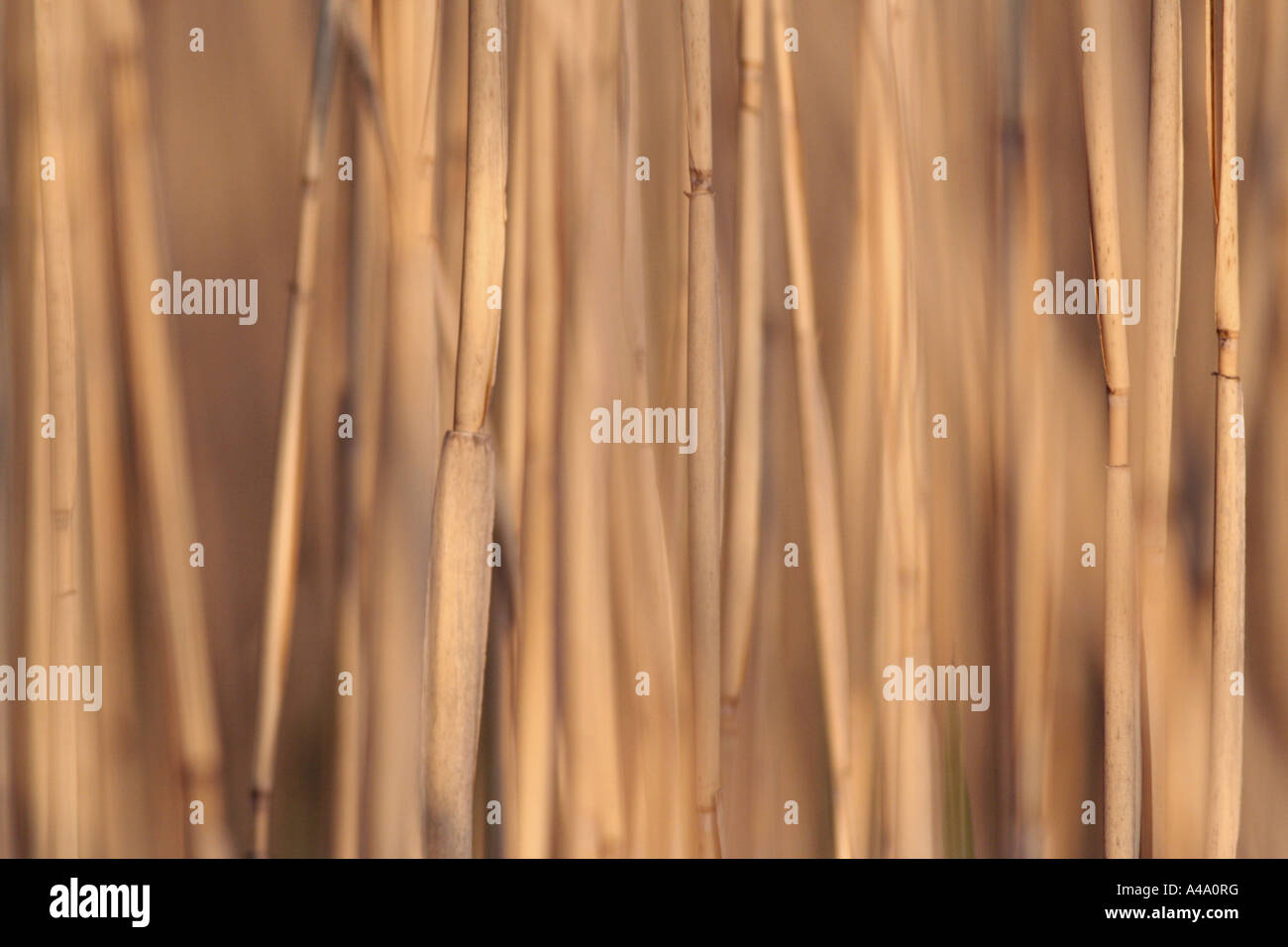 reed grass, common reed (Phragmites communis, Phragmites australis ...