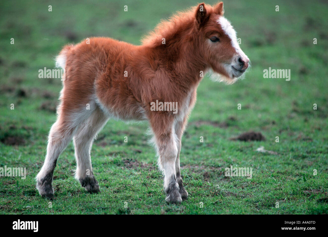 Shetland Pony Foal Shetty High Resolution Stock Photography and Images ...